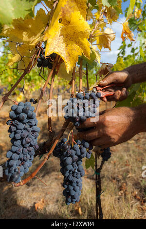 Hand-harvesting of Grapes Stock Photo - Alamy