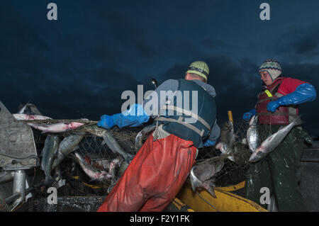 Fishermen haul in set gill net whilst fishing for Sockeye salmon ...