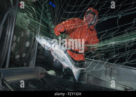 Fisherman untangles sockeye salmon from drift gill net. Naknek River ...