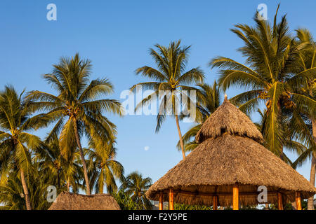 Coconut palm trees Manzanillo beach Pacific Ocean Colima Mexico North ...