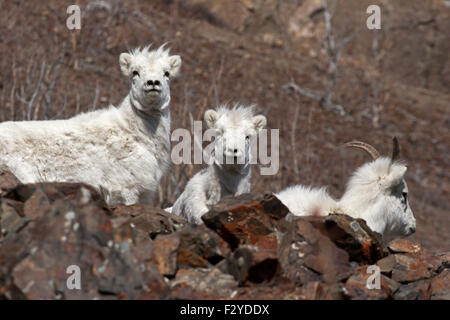 Dall sheep mountain goats wild Canada Yukon ewes Stock Photo - Alamy
