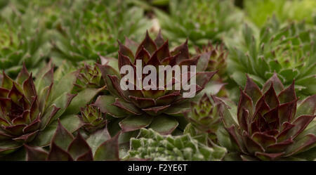 miniature succulent plants close up - cactus plants macro Stock Photo ...