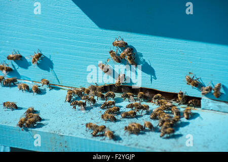 Plenty of bees at the entrance of beehive in apiary. Busy bees, close ...