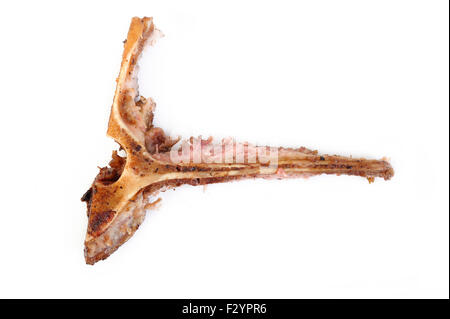 leftovers meat bone on white background Stock Photo - Alamy