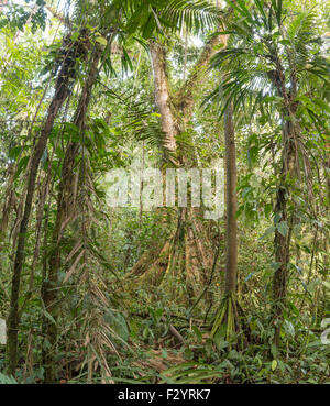 Kapok Tree (Ceiba pentandra) with buttress roots in the rainforest of ...