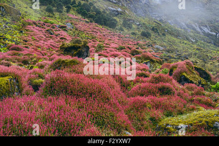 High mountain plants and moss Stock Photo: 76936616 - Alamy