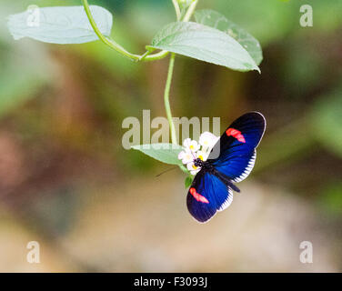 ecuador, butterfly, insect Stock Photo - Alamy