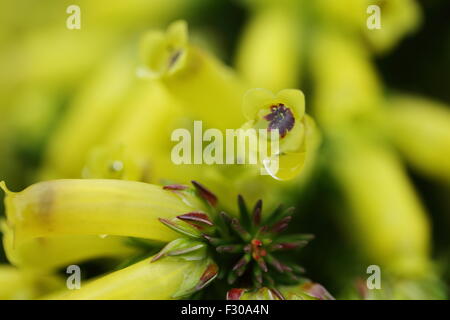 Erica nana (dwarf erica) in bloom on a rainy day Stock Photo - Alamy