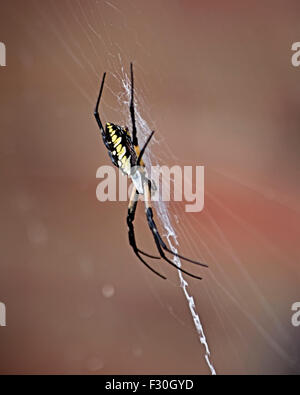 Golden Orb Spider Columbia South Carolina Stock Photo - Alamy
