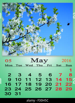 calendar for May 2016 with white blooming apple tree Stock Photo - Alamy