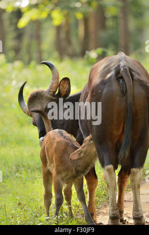 Indian gaur calf Stock Photo - Alamy