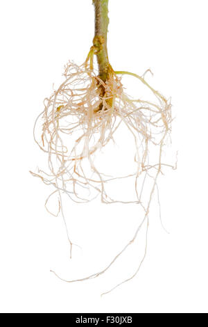 tomato plant roots is isolated on white background Stock Photo - Alamy