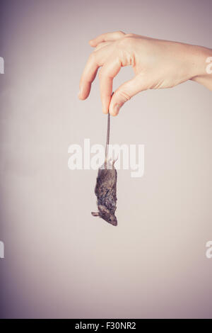 hand holding dead mouse Stock Photo - Alamy