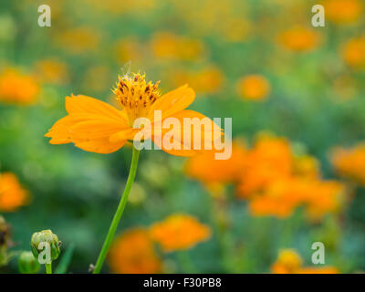 beautiful yellow cosmos flower blurred background, border. The concept ...