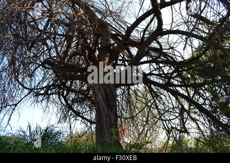 A tree with lots of boughs Stock Photo - Alamy
