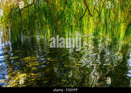 Weeping willow tree hanging over the Washford River at Watchet Stock ...