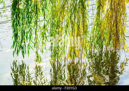 Colourful Willow Tree Branches Hanging Down Over the Water at Day in ...