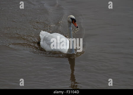 Mute swan approaching rapidly Stock Photo - Alamy