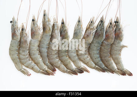 row of raw shrimp isolated on white Stock Photo - Alamy