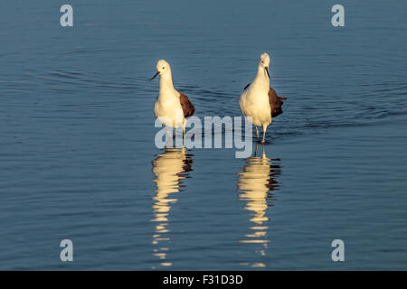 Andean Avocet (Recurvirostra andina) in a wetland in Bolivia, South ...