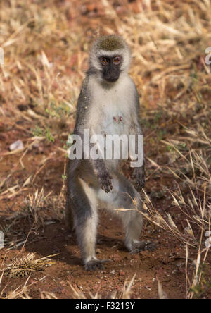 Black-faced vervet monkey standing up on back legs Cercopithecus ...