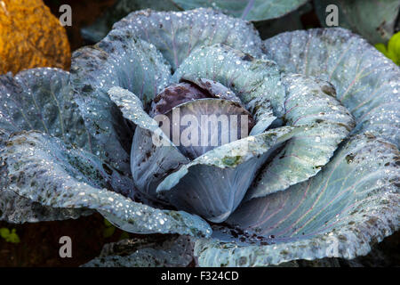 Vegetable Patch With Fresh Salad And Cabbage In An Urban Gardening Area ...