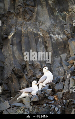 Pair of fulmars on cliff ledge, Orkney Isles Stock Photo - Alamy