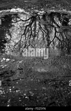 The branches of an oak tree reflected in a pool of water at Amberwood ...