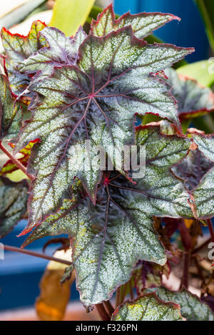 Heavily marked foliage of the half-hardy evergreen perennial, Begonia ...