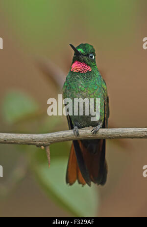 Brazilian Ruby (Clytolaema rubricauda) adult male, perched on twig ...