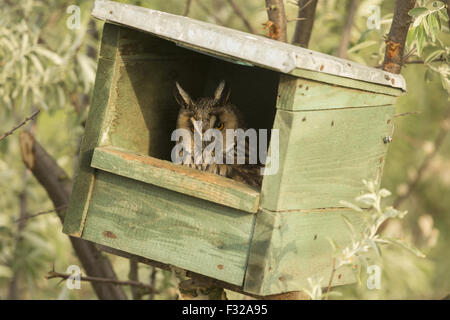Bird nesting boxes, for owls, on Seal Sands intertidal mudflats on ...