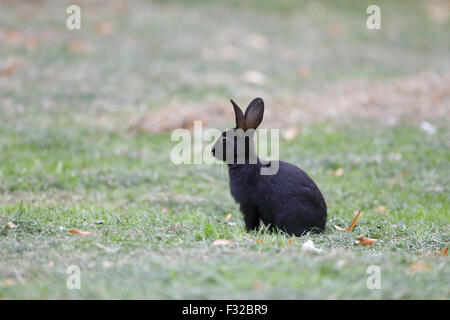black european wild rabbit - melanistic rabbit Stock Photo: 222006651 ...