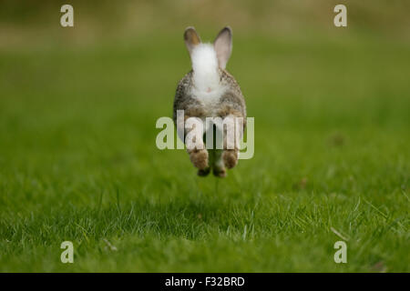 Rabbit Oryctolagus cuniculus Tail or scut or bob Stock Photo - Alamy