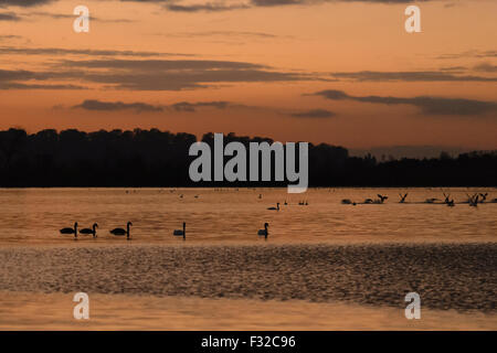 Aqualate Mere National Nature Reserve, the largest glacial lake in ...
