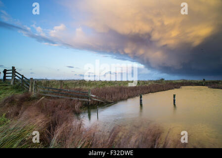 View of cattle fencing and water-filled ditch on coastal grazing marsh ...