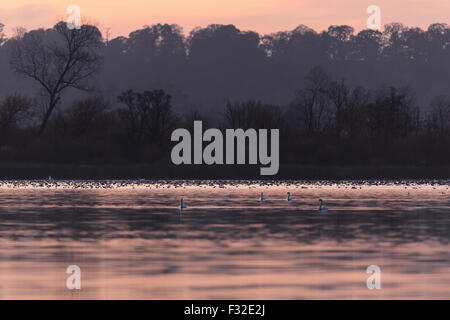 Aqualate Mere National Nature Reserve, the largest glacial lake in ...