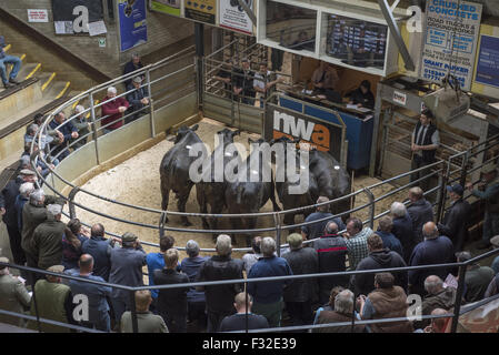 Lancaster auction mart beef bullocks sale show market markets mart ...