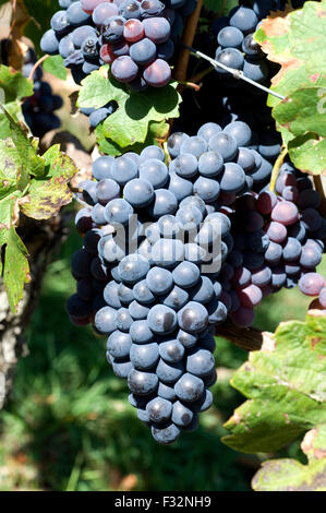 Barbera, Rotwein, Rote, Weintrauben Stock Photo - Alamy