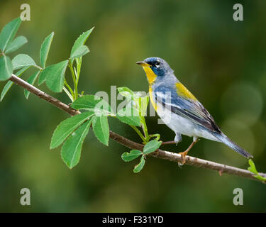 Northern Parula Stock Photo - Alamy