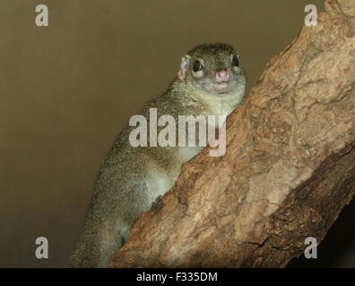 Southeast Asian Common Tree Shrew (Tupaia glis Stock Photo - Alamy