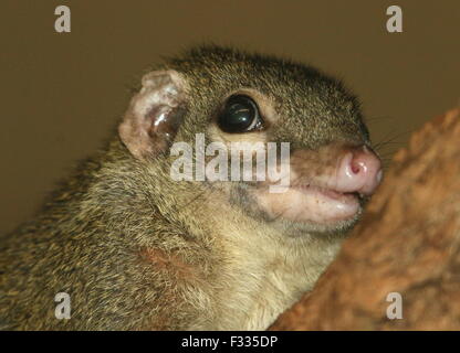 Southeast Asian Common Tree Shrew (Tupaia glis Stock Photo - Alamy