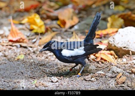 Endemic Magpie Robin bird cousin island seychelles preparing nest on ...