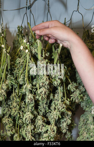 Marijuana being dried and cured at commercial grow. Pueblo, CO Stock ...