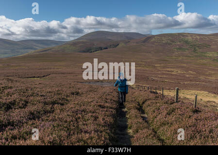 Cold Law hill in the Cheviots, Northumberland, UK Stock Photo - Alamy