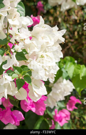 Bougainvillea, paper flower, buganvilla, bugambilia, bouganvilla, pokok ...