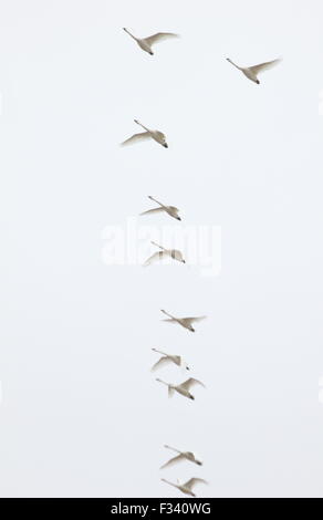 A flight of swans flying in line Stock Photo - Alamy