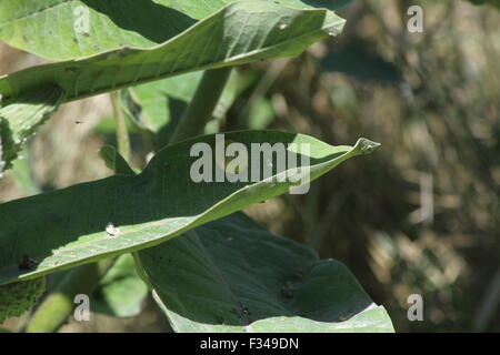 Snails, on the leaves of a milkweed plant, and seed pods Stock Photo ...