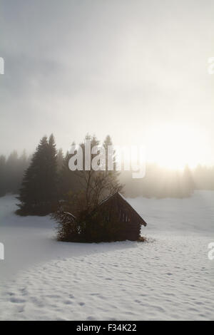 Coniferous forest in fog, behind Bernese Alps, Napf, Canton of Lucerne ...