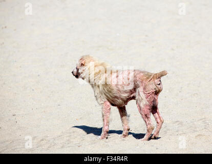 Sarcoptic Mange Disease (Canine Scabies Stock Photo - Alamy