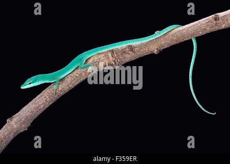 Sakishima Grass Lizard (Takydromus dorsalis Stock Photo - Alamy